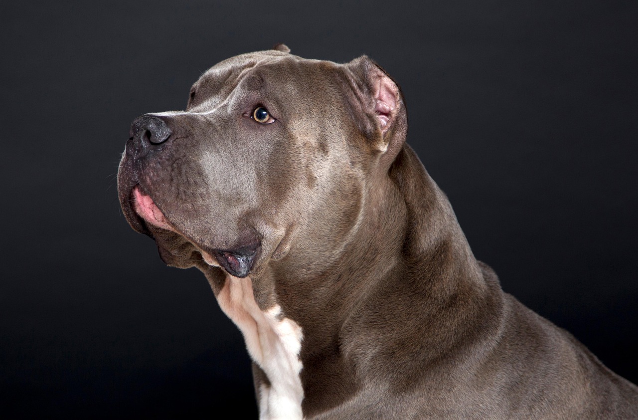 'I Just Want His Body Back': Dog Mom Plea After Police Shoot Her XL ...