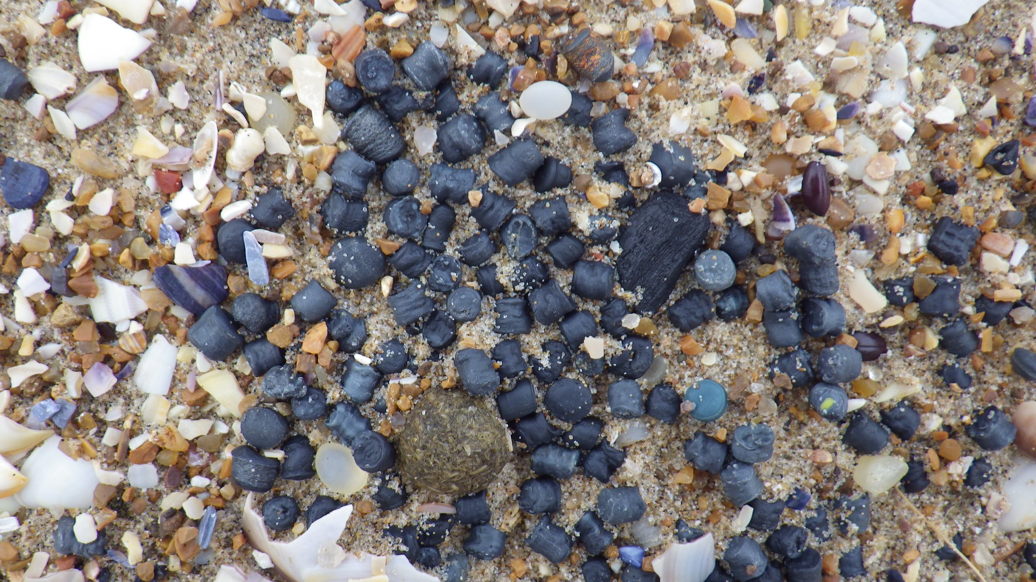 Camber Sands Disaster: How Tiny Plastic Beads Sparked a Major ...