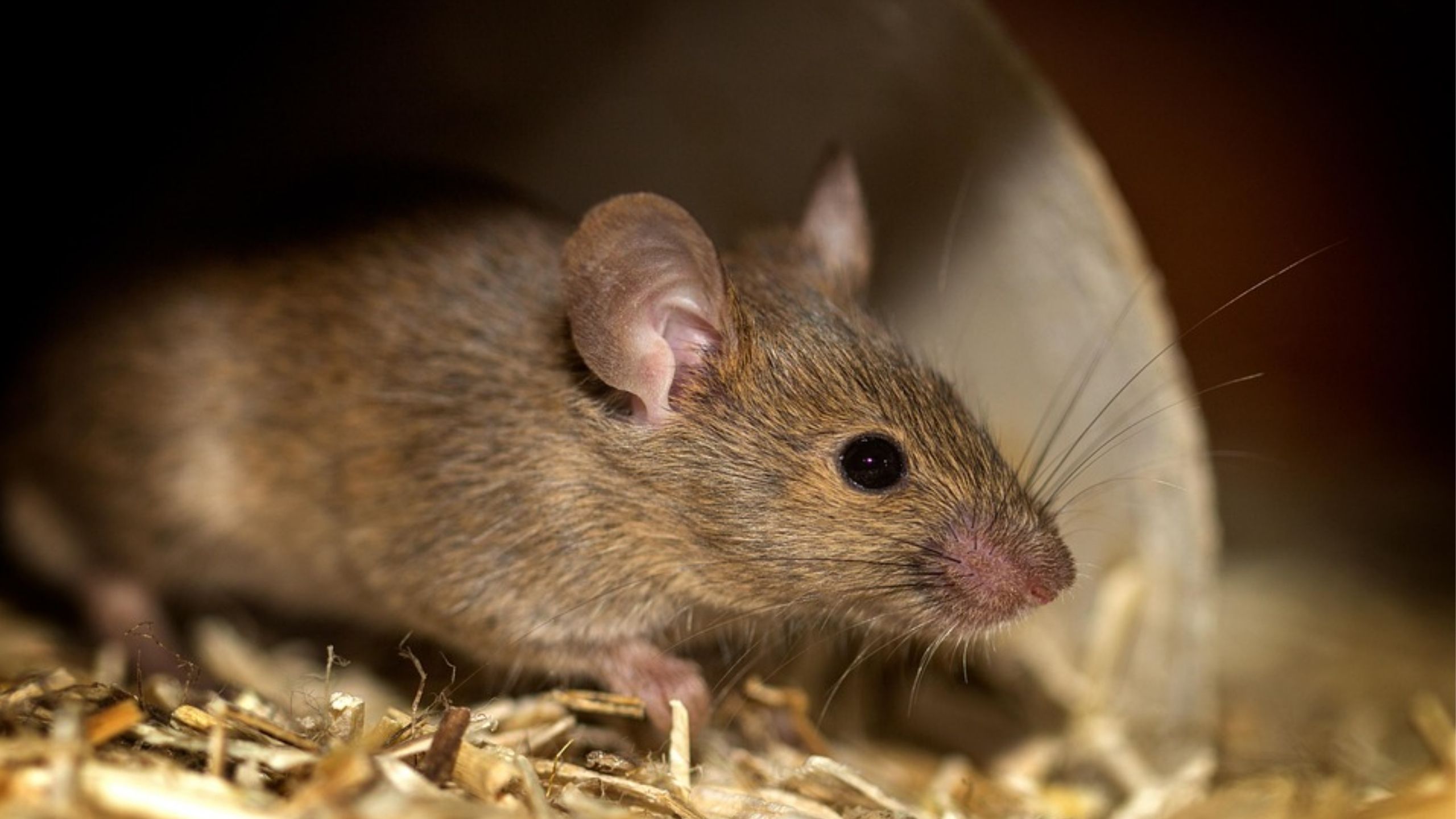 Light-Emitting Mouse Sperm Allows Real-Time Fertility Tests Without ...