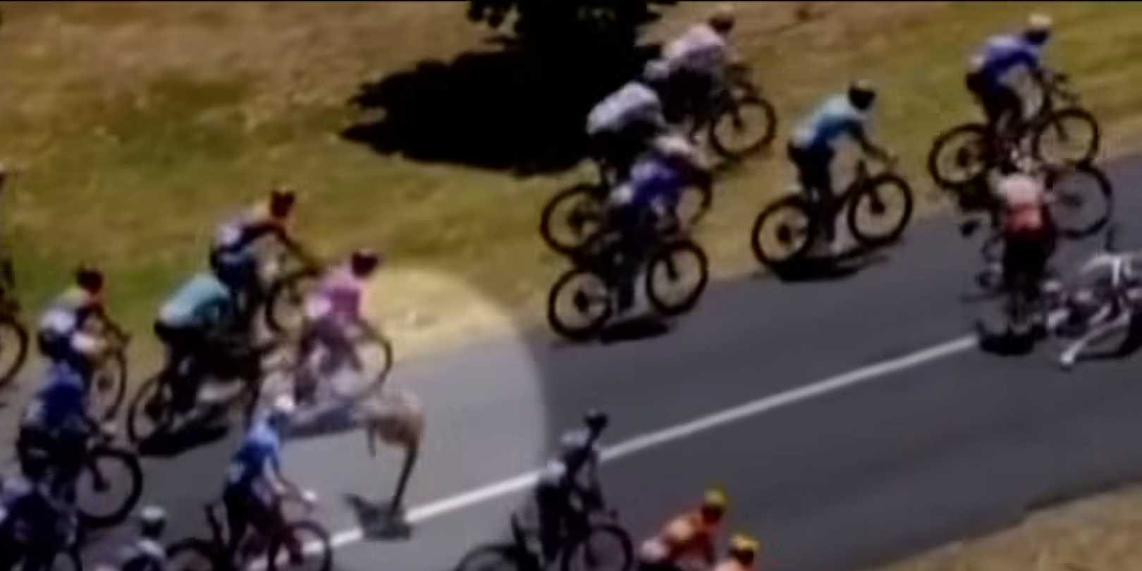 Tour Down Under 'Shock:' Kangaroos 'Threw Themselves' Onto Cyclists ...