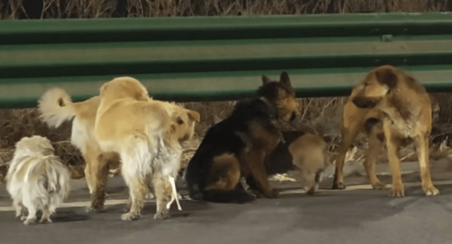 Viral 'China Dogs Escape' Story Exposed as Fake — Was It AI Trickery or ...