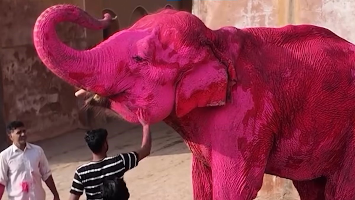 Jaipur Elephant's Death Two Months Post Photoshoot Fuel India-wide ...