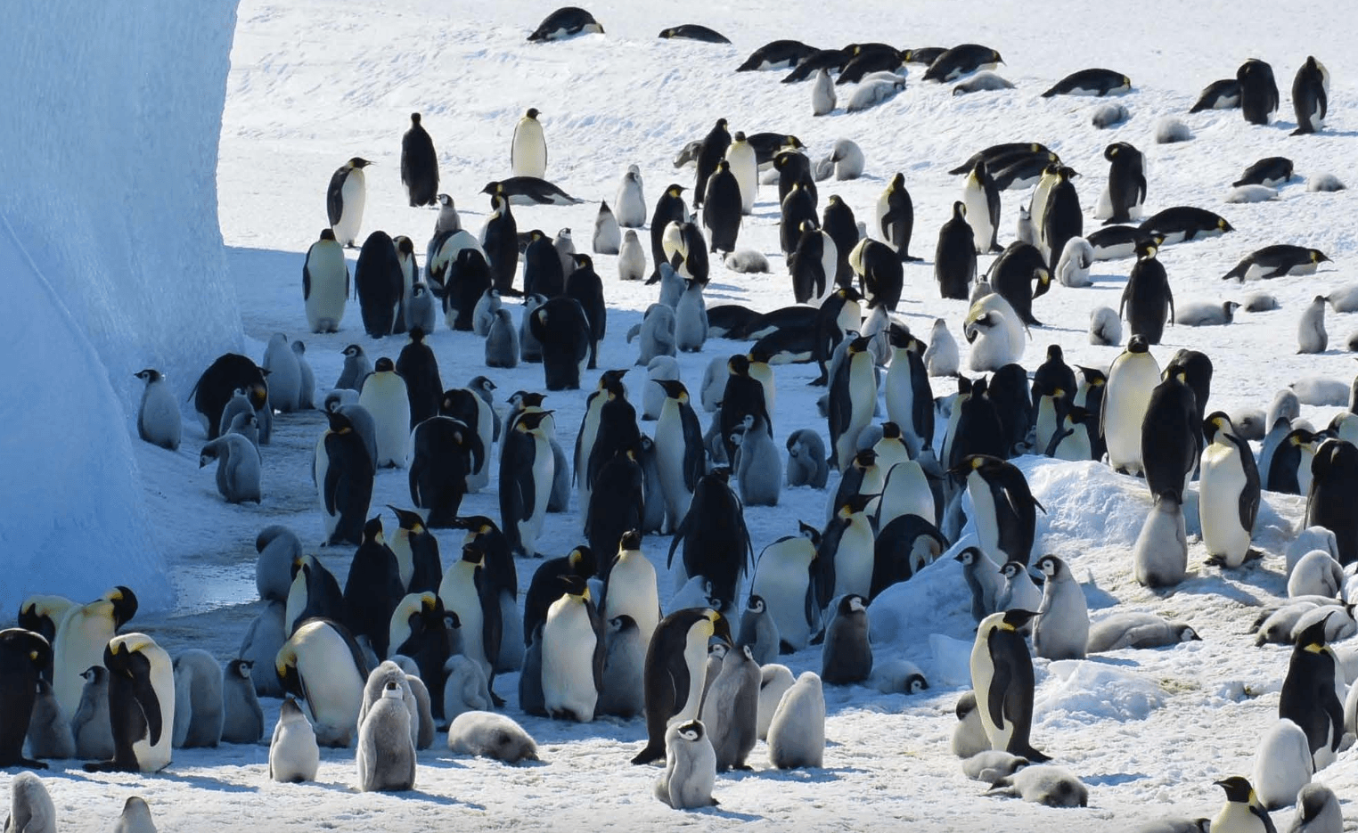 We Need a 'Wake-up Call': Emperor Penguins Declared Endangered as Sea ...