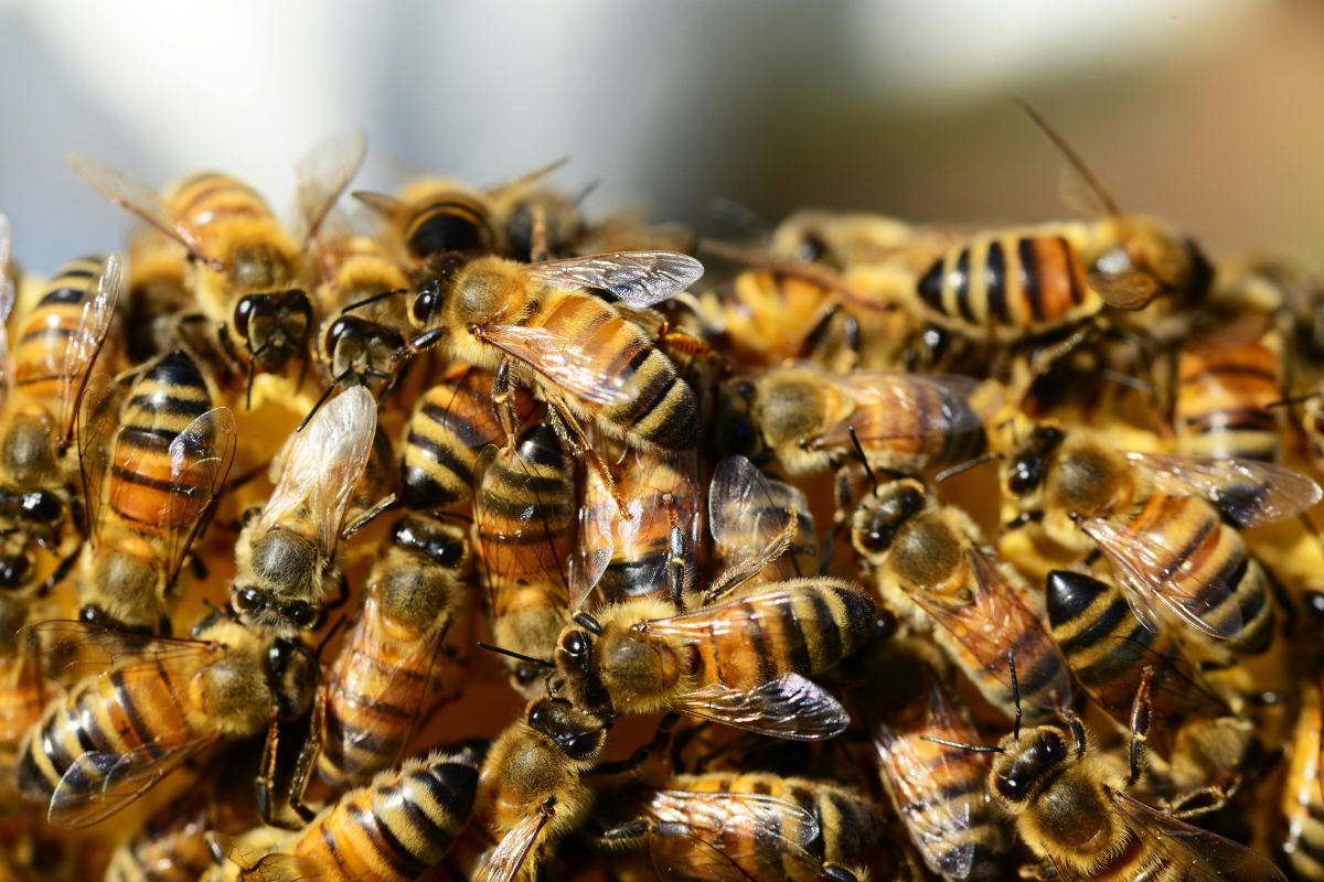 Apocalyptic Bee Swarm Hits White House Grounds After Similar