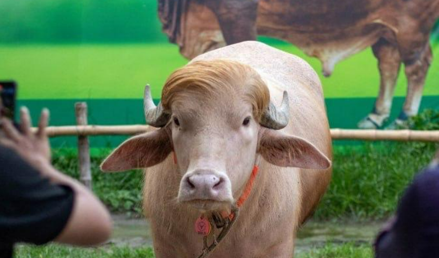 700 Kilogram Albino Buffalo From Bangladesh Nicknamed After Trump to Be ...