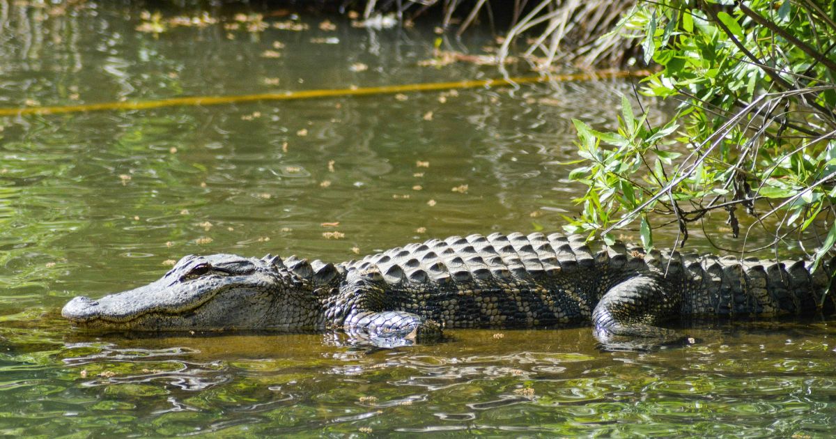 Florida Horror: Woman Killed And Child Mauled As Three Alligator ...