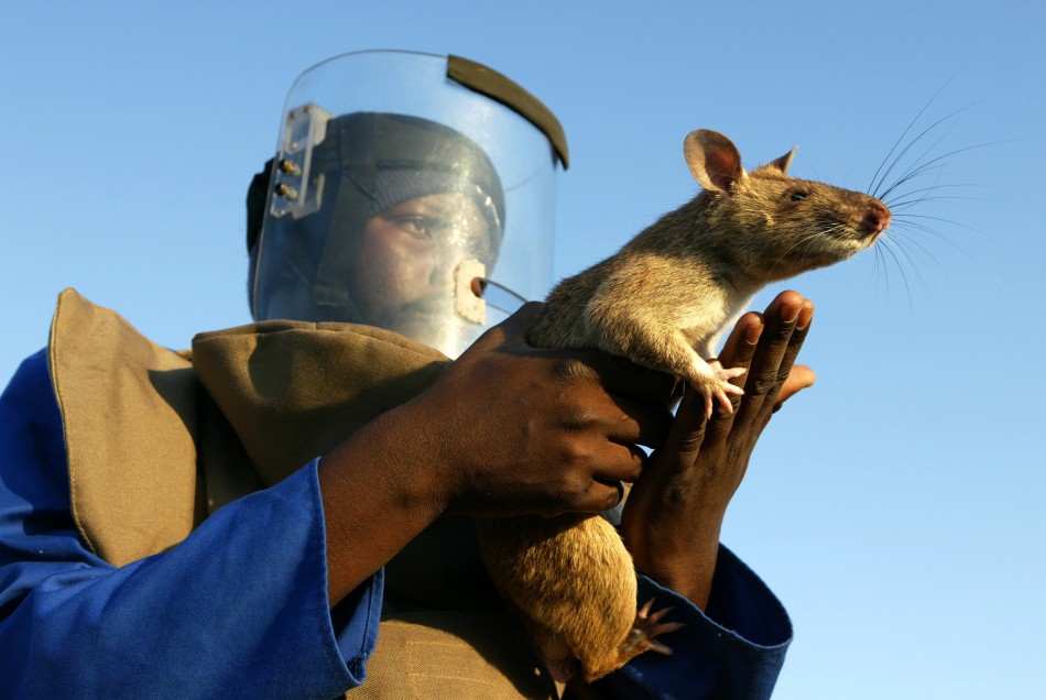 Monster Gambian Pouch Rats Beat Cull to Threaten Florida Keys Tourist ...