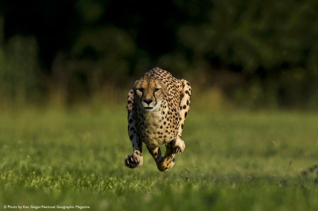 Sarah the Cheetah Sets New World Land Speed Record, Trounces Usain Bolt ...