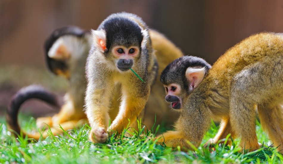 Monkeys Sharing Juice Gives Clues to Autism Disorders | IBTimes UK
