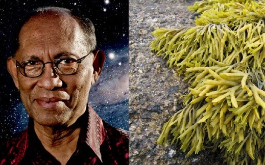 Seaweed Aliens Invade Earth Inside Sri Lankan Meteorite, Scientist ...
