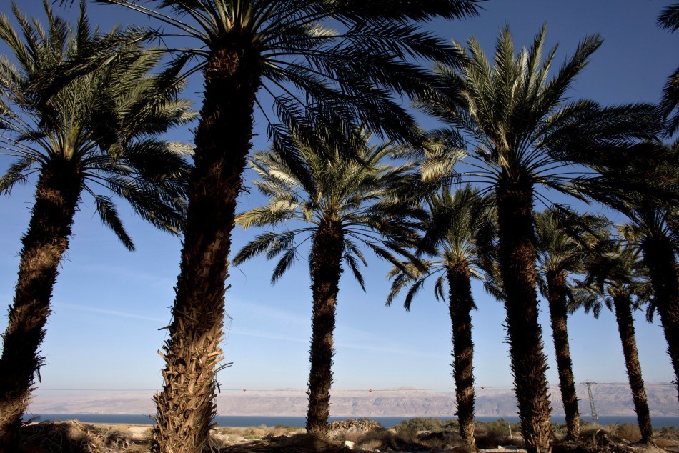 South African Goldmine Gang Cashes In On Black Market For Palm Trees South African Goldmine Gang Cashes In On Black Market For Palm Trees
