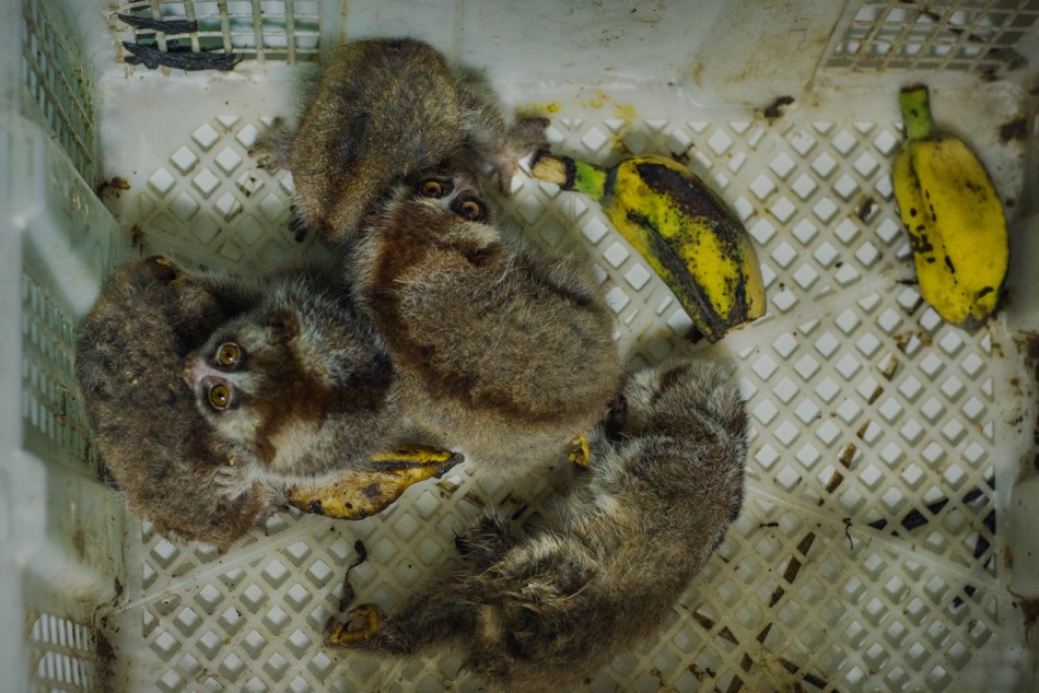 Record Number of Slow Lorises Seized in Indonesia [PHOTOS]