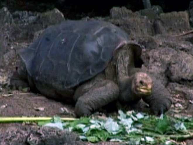 Lonesome George last remaining Giant Tortoise Dies | IBTimes UK