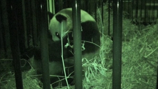 Baby giant Panda dies in Japan | IBTimes UK