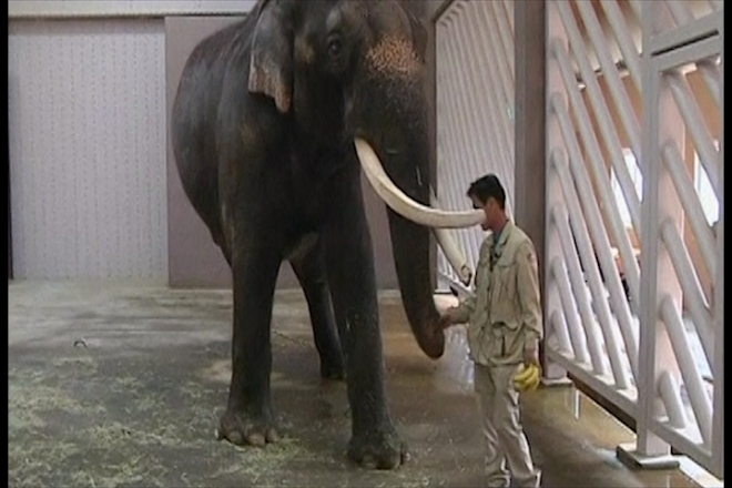Koshik the elephant learns to speak Korean | IBTimes UK