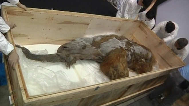 39,000 Year-Old Woolly Mammoth In Japan Exhibition | IBTimes UK