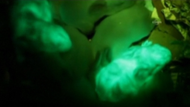 Scientists Create Glow-In-The-Dark Rabbits | IBTimes UK Scientists Create Glow-In-The-Dark Rabbits | IBTimes UK