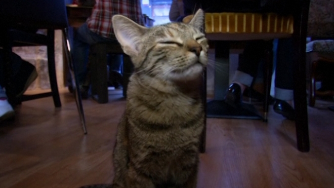 First Parisian Cat Cafe Opens To Animal Lovers | IBTimes UK